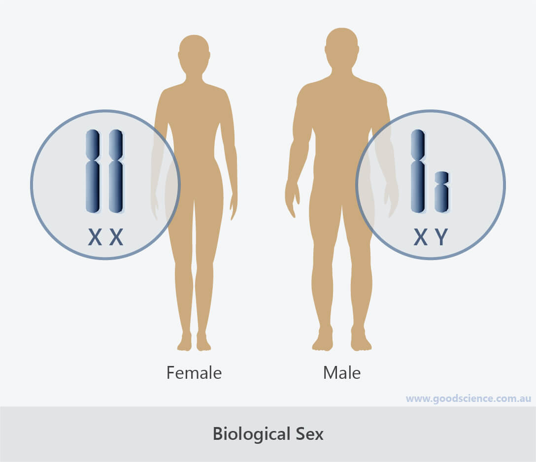 Chromosomes Diploid Cells And Haploid Cells Good Science