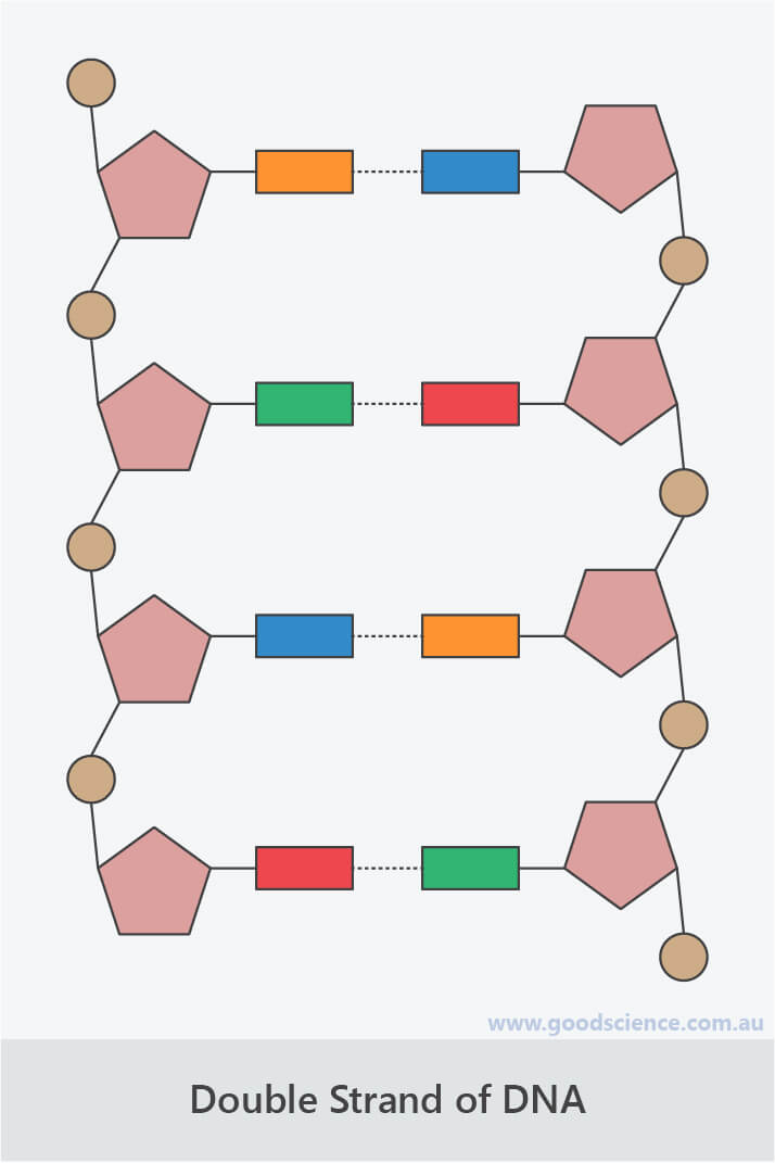 Double Stranded Dna Molecule