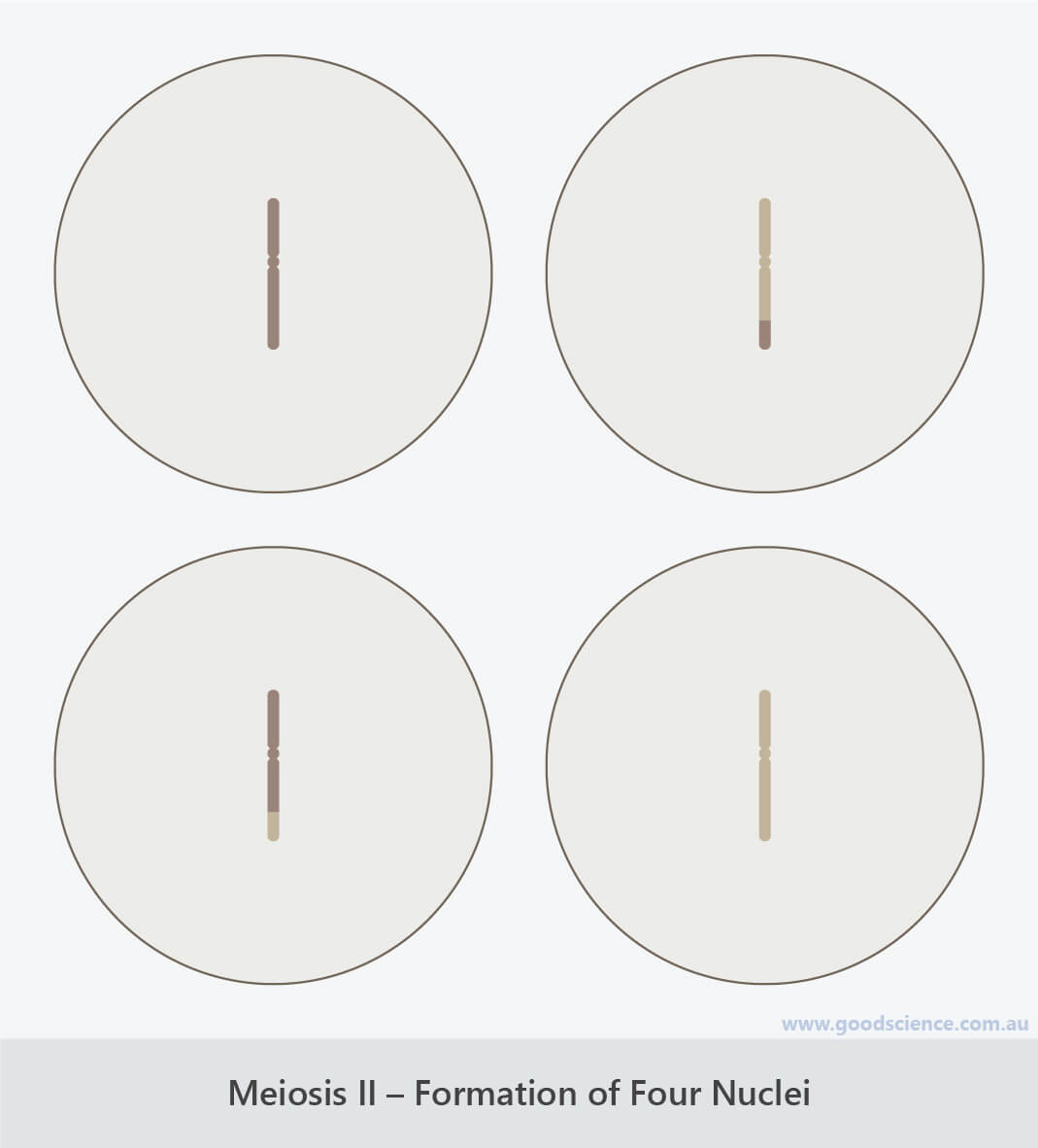 2n4 Meiosis Diagram