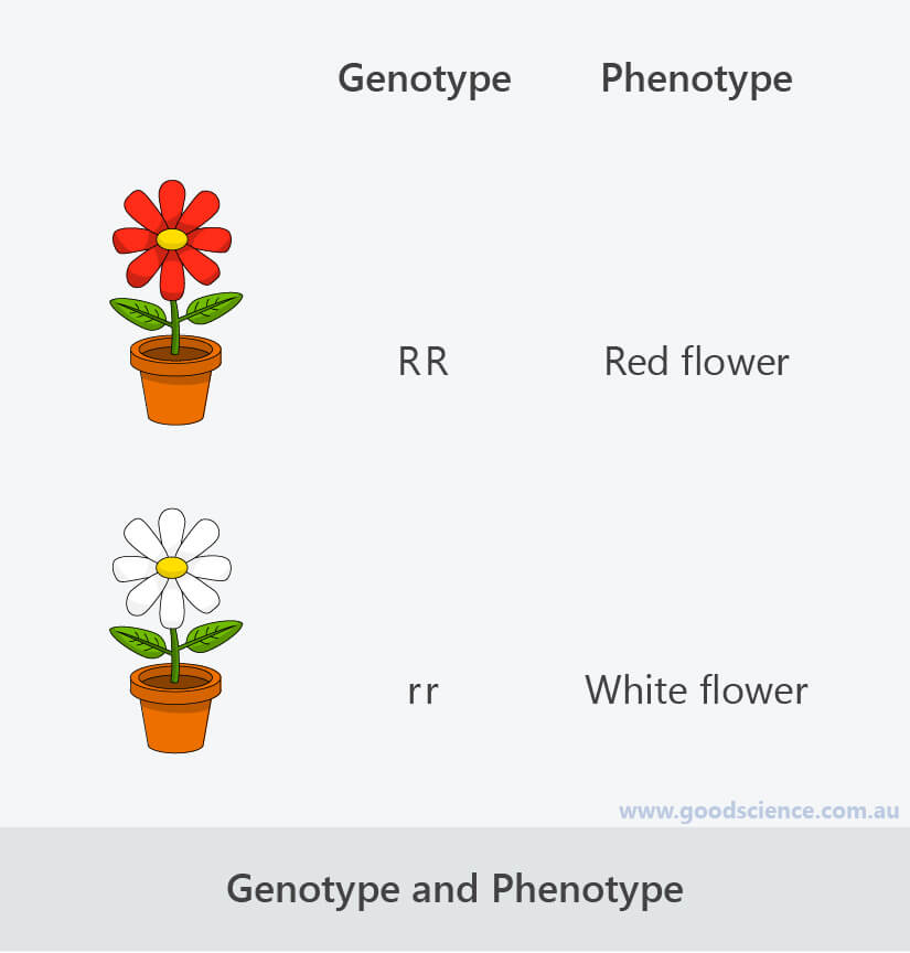 Genotype Vs Phenotype