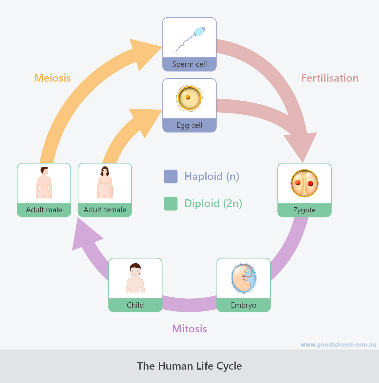 Human Reproduction Life Cycle
