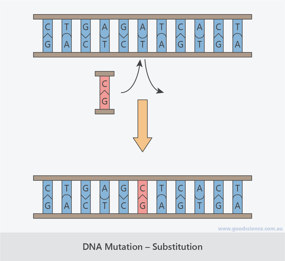 What Type Of Mutation Is A Substitution Mutation At Roy Wall Blog What Type Of Mutation Is A Substitution Mutation At Roy Wall Blog