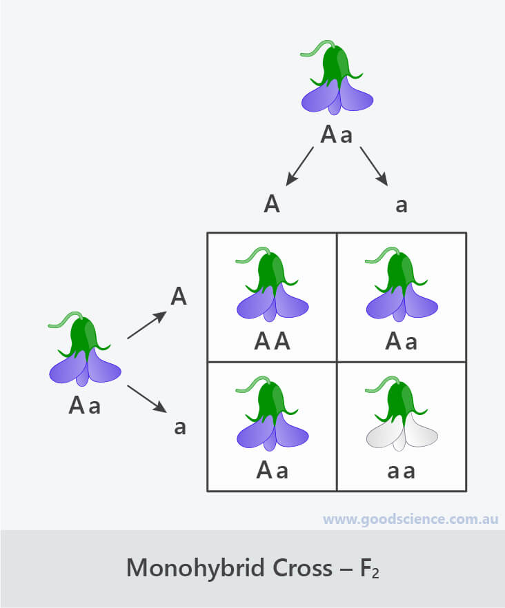 Mendelian Genetics Good Science