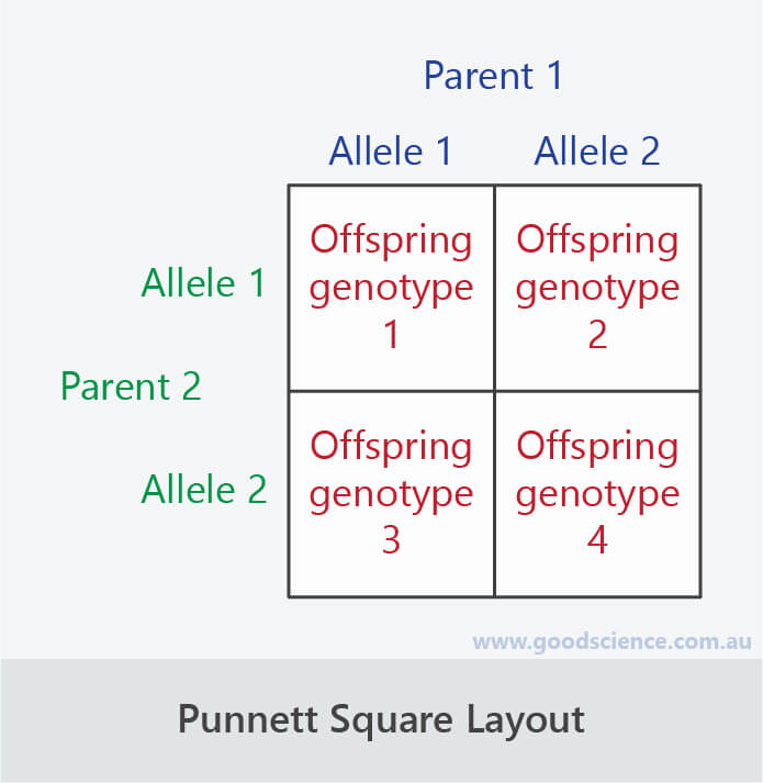 Punnett Squares | Good Science