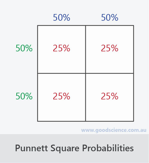 Punnett Squares | Good Science