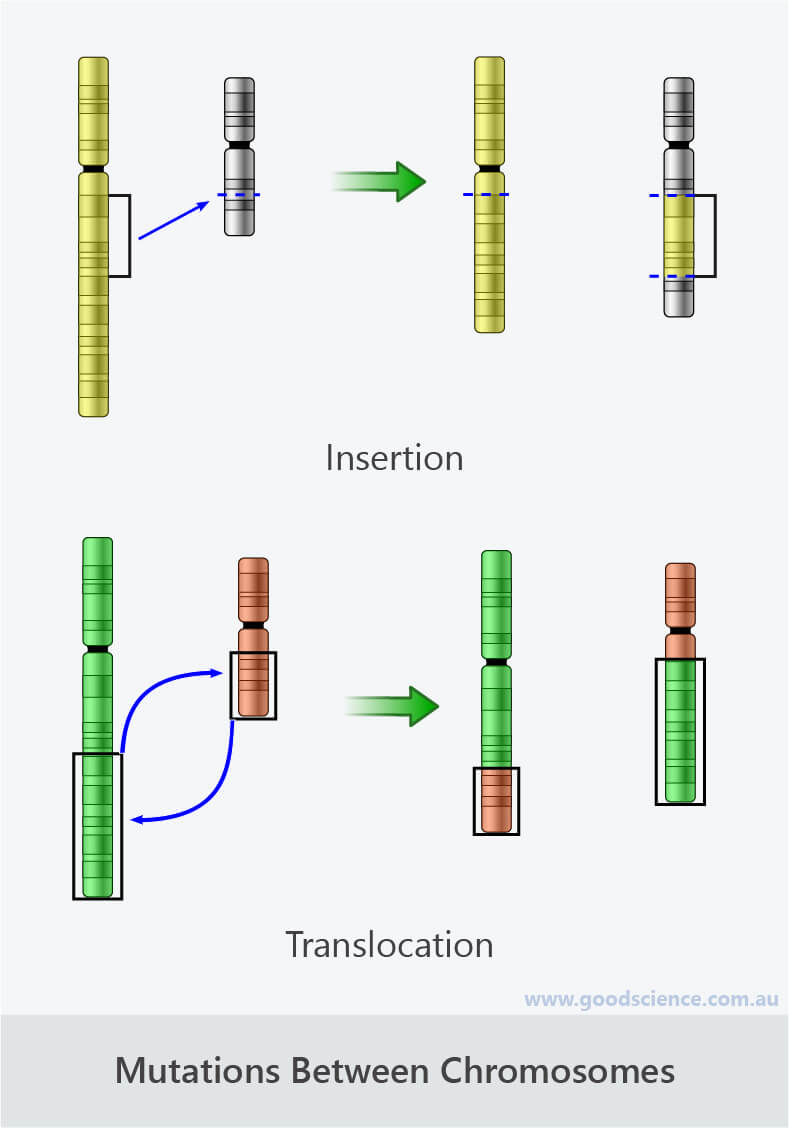 Genetic Mutation Good Science genetic-mutation-good-science