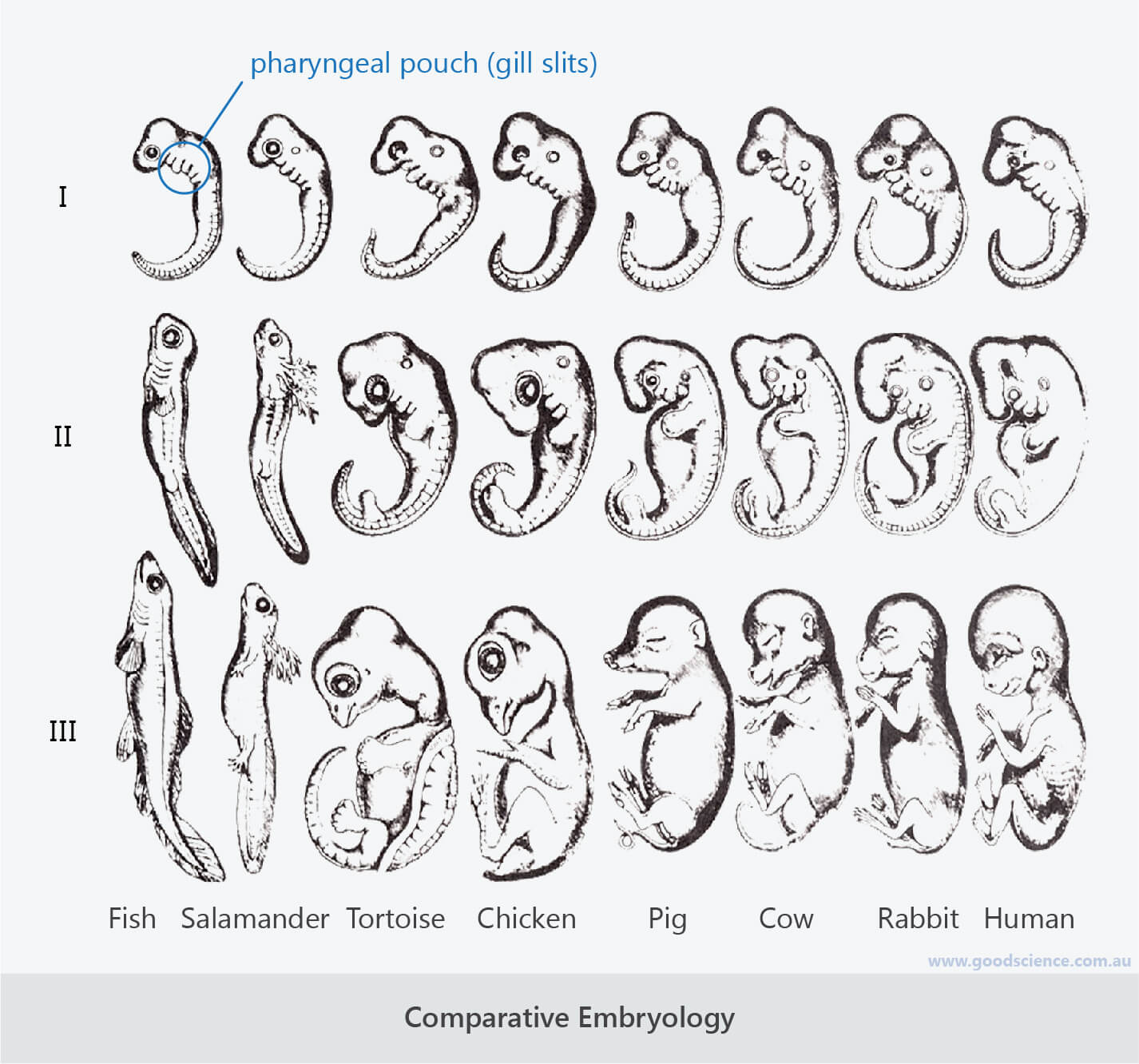 Evolution The Evidence Good Science