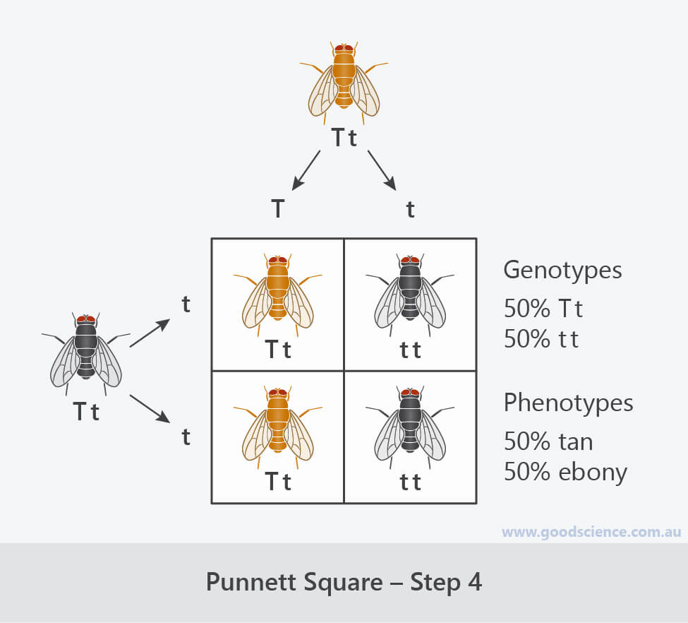 Punnett Square For 4 Traits